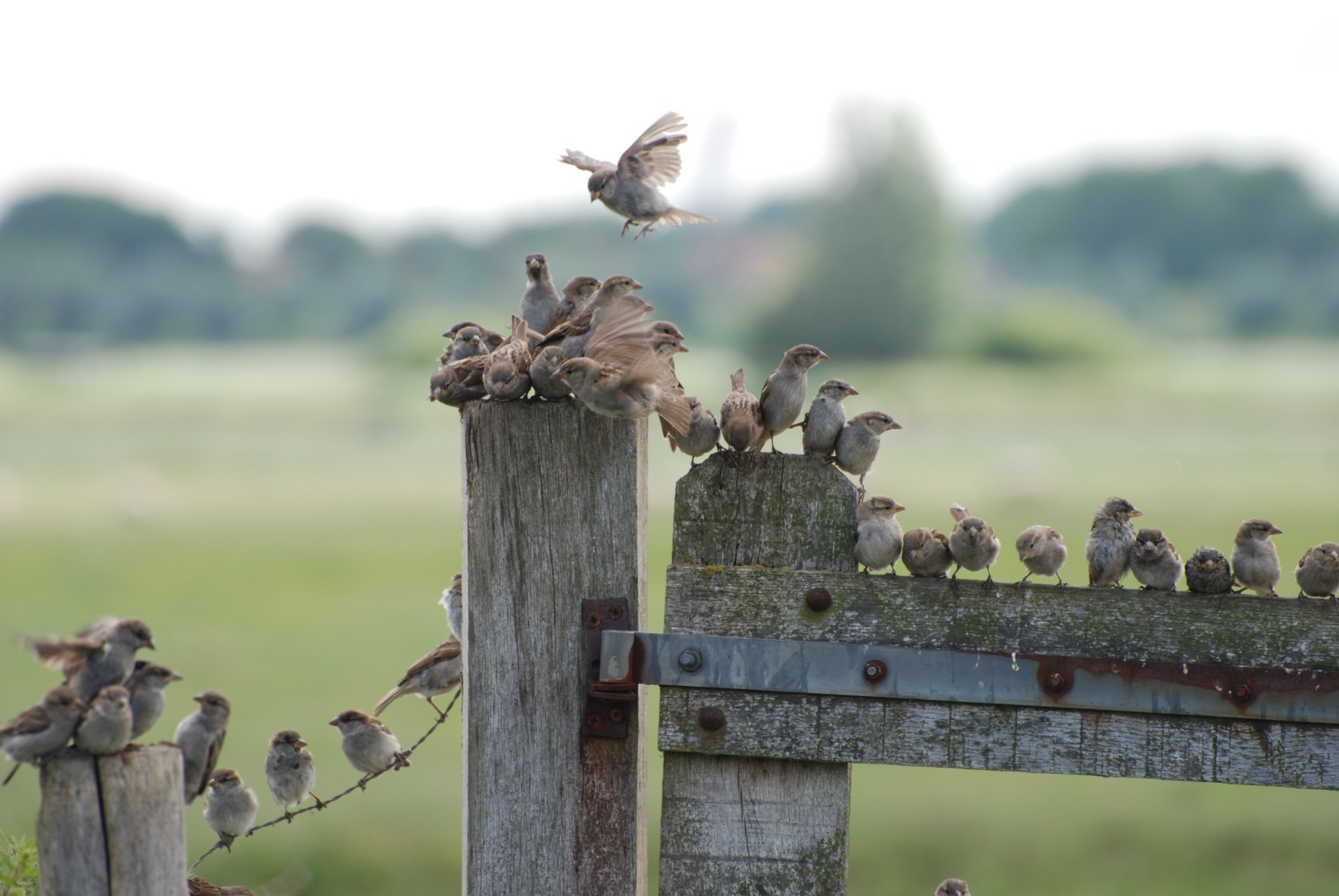 More Special than Sparrows | Reflections in The WORD